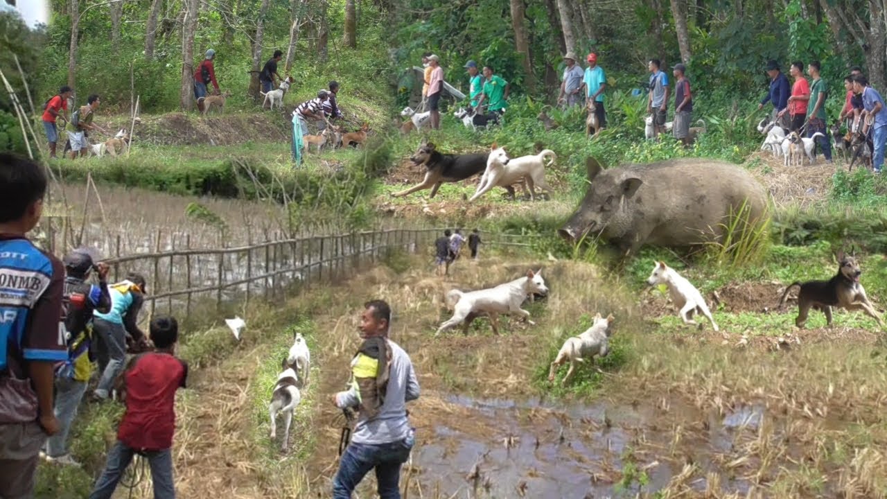 Babi Gila Ini Nekat Sekali || Crazy Hunting || Wild Boar Hunting ...