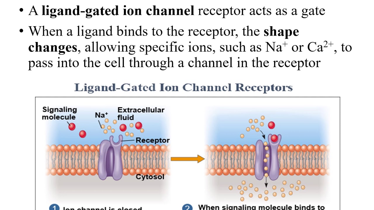 bioscience-1: Signal Specificity and Cell Specialization - YouTube