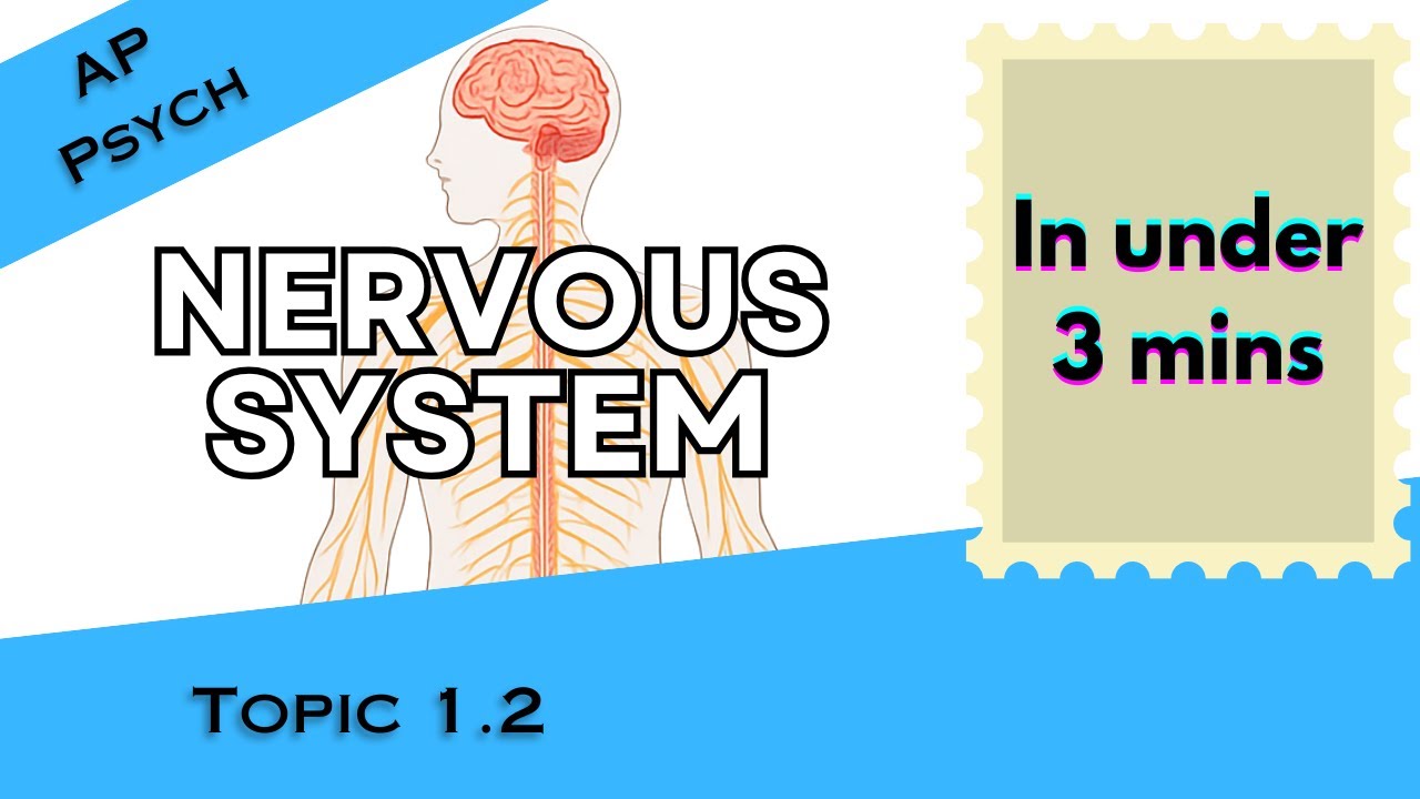 The Nervous System in Under 3 mins (AP Psychology Unit 1 Topic 2) 1.2 ...