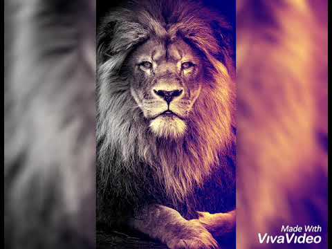 Видео под музыку Тenca Лев