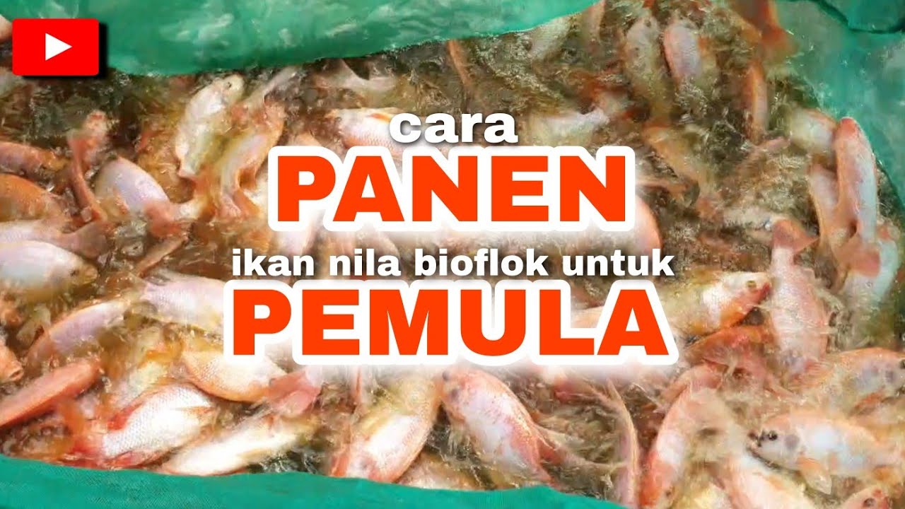 Cara Panen Ikan Nila Bioflok Untuk Pemula #budidaya #bioflok #panen ...