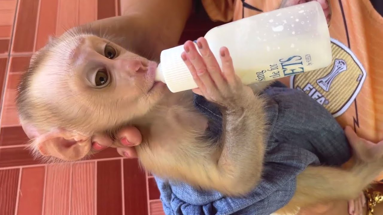 Just Realize Baby Monkey Jessa Is Cutest And Like To Drink Most - YouTube