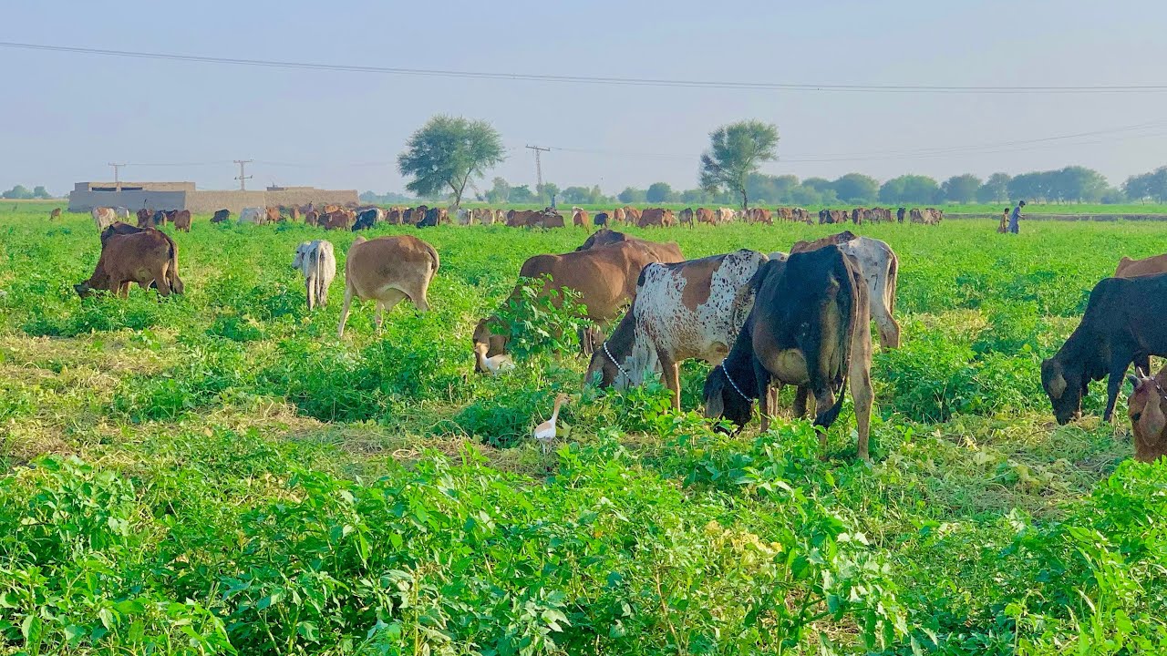 Cows & beautiful | Dairy Farm In Punjab Village Pakistan - YouTube