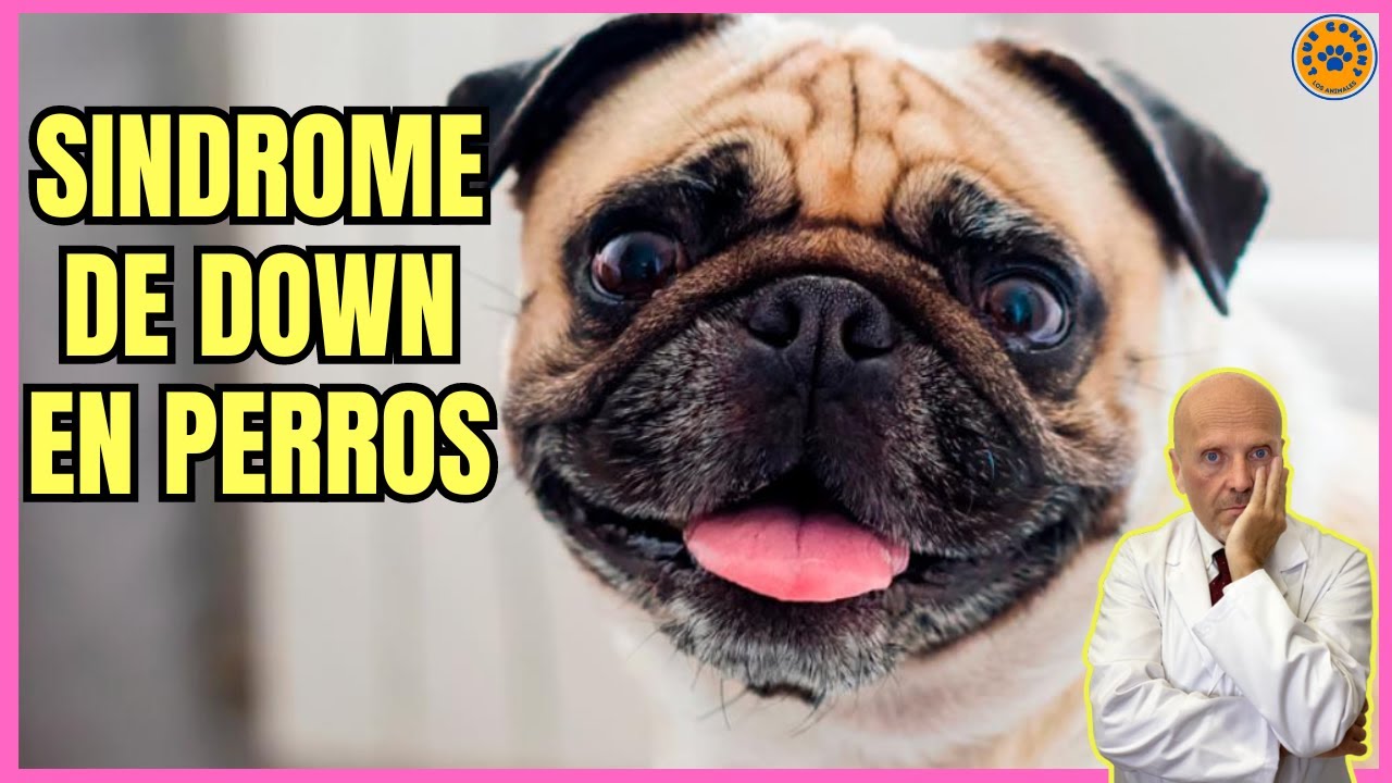 🐶 ¿EXISTEN LOS PERROS CON SINDROME DE DOWN O SON UN MITO? 🐶 - YouTube