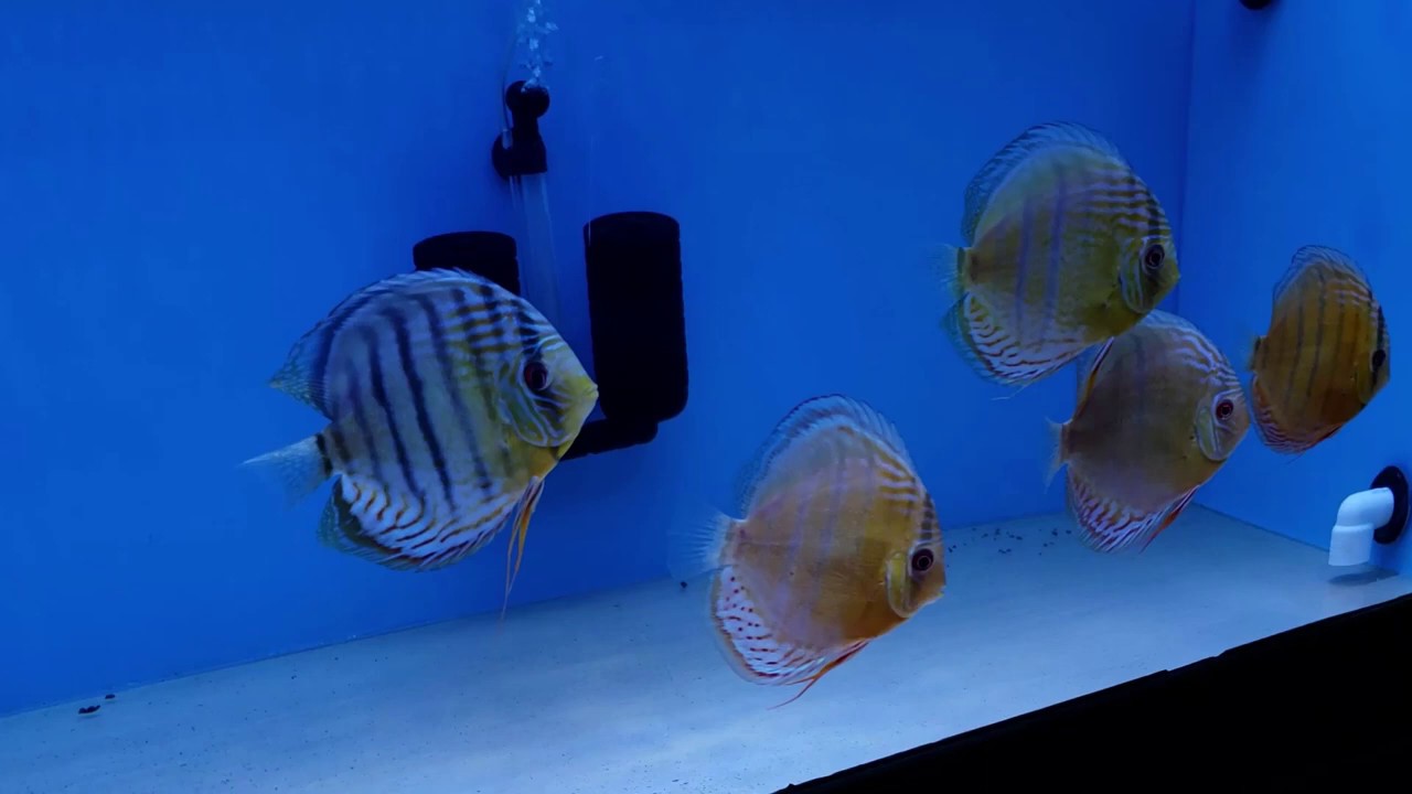 Green Tefe Wild Caught Discus Fish - YouTube