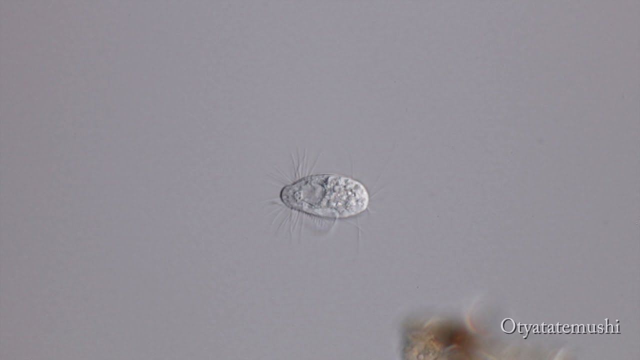 キクリディウム（Cyclidium sp.） - YouTube