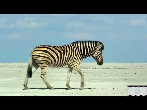 THE BEAUTY OF NATURE [HD 4K]