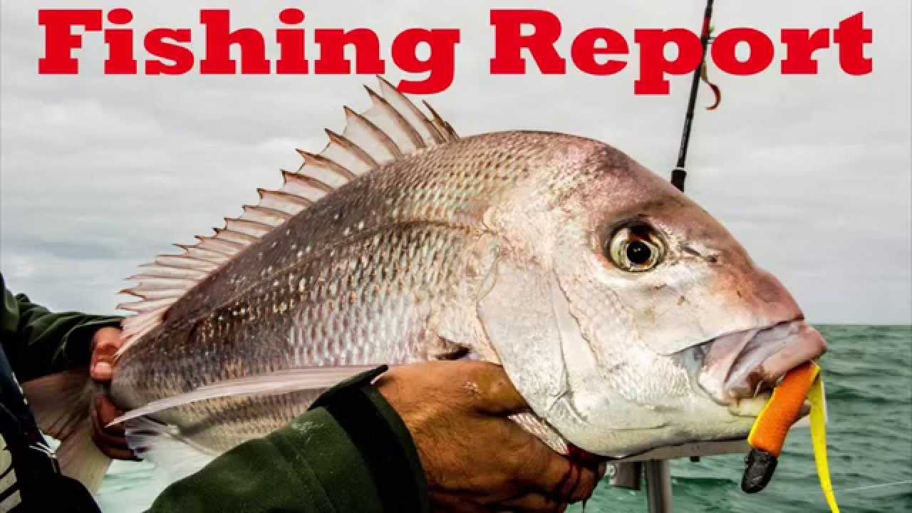 Fishing Action - Big Snapper on softbaits at the Graveyard, Kaipara ...