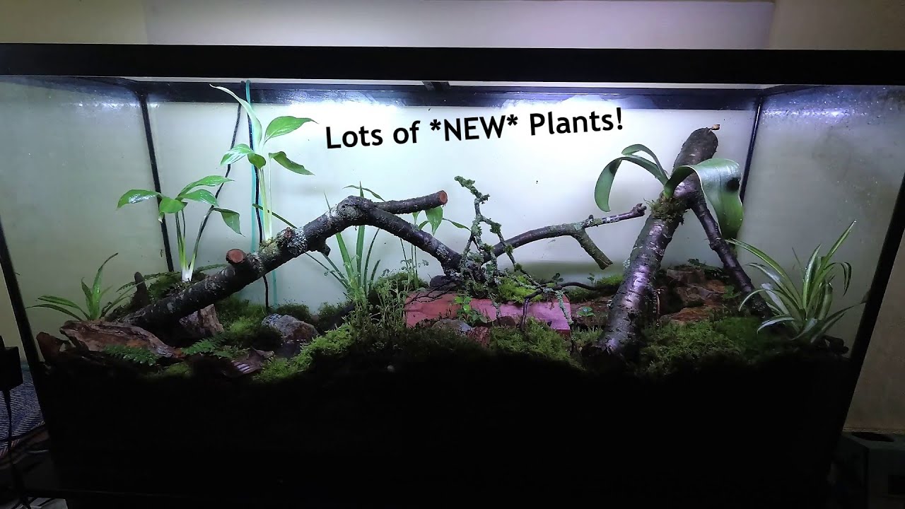 Terrarium Build Part 4 - YouTube
