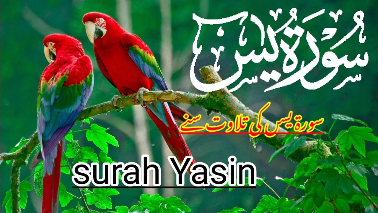 surah yasin (yaseen) with urdu translation Quran pak ki tilawat ...