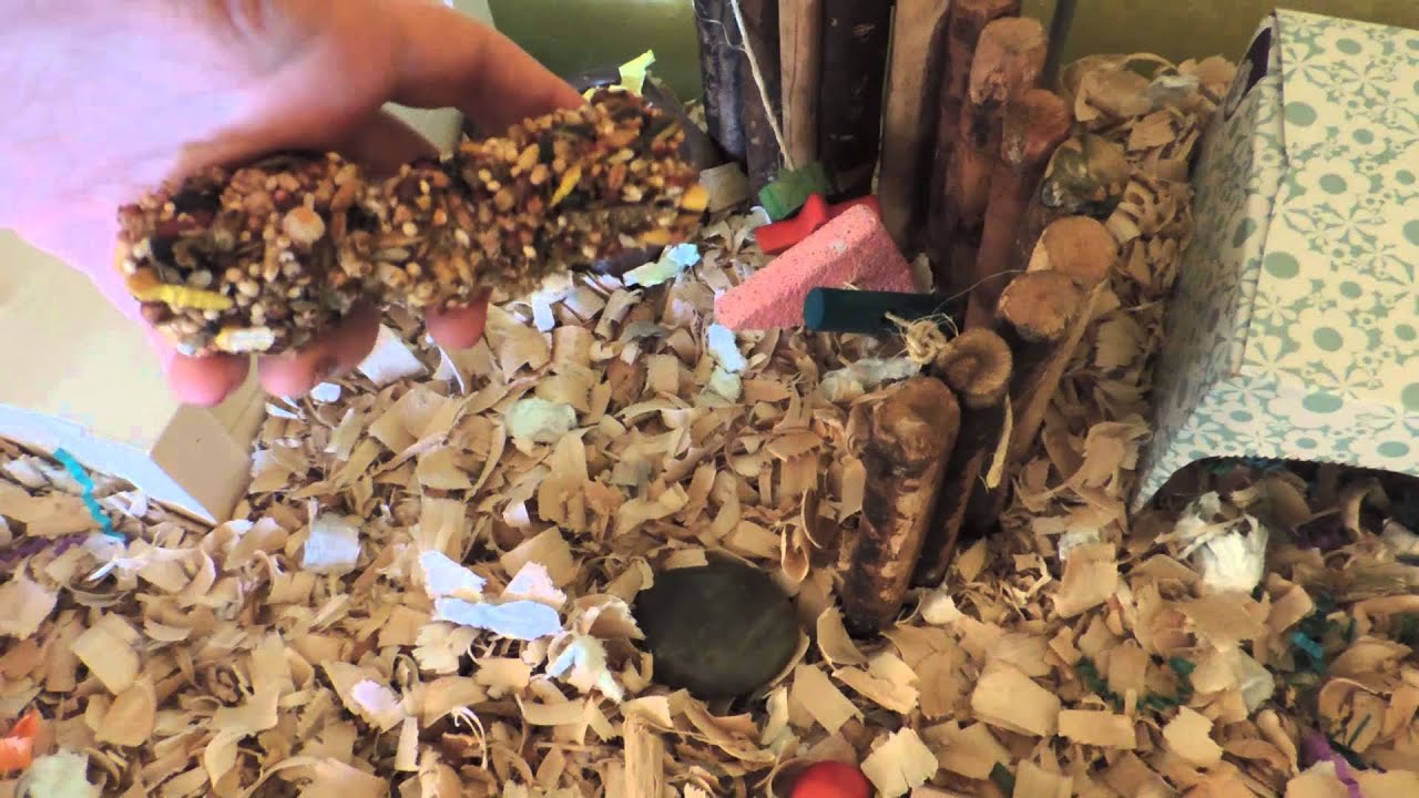 IKEA Detolf Hamster Cage Tour! - YouTube