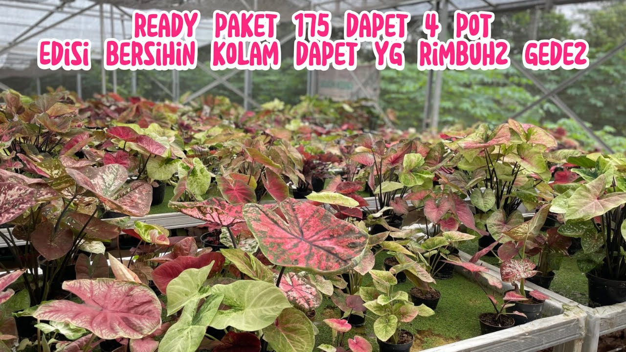 READY PAKET LAGI || KALI INI DAPET YANG RIMBUN RIMBUN BANGET GEDE GEDE ...