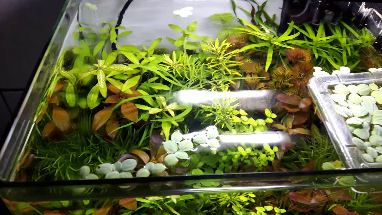 Aquascaping Microrasbora Galaxy Otocinclus Nano Aquarium Aquatic Nature ...