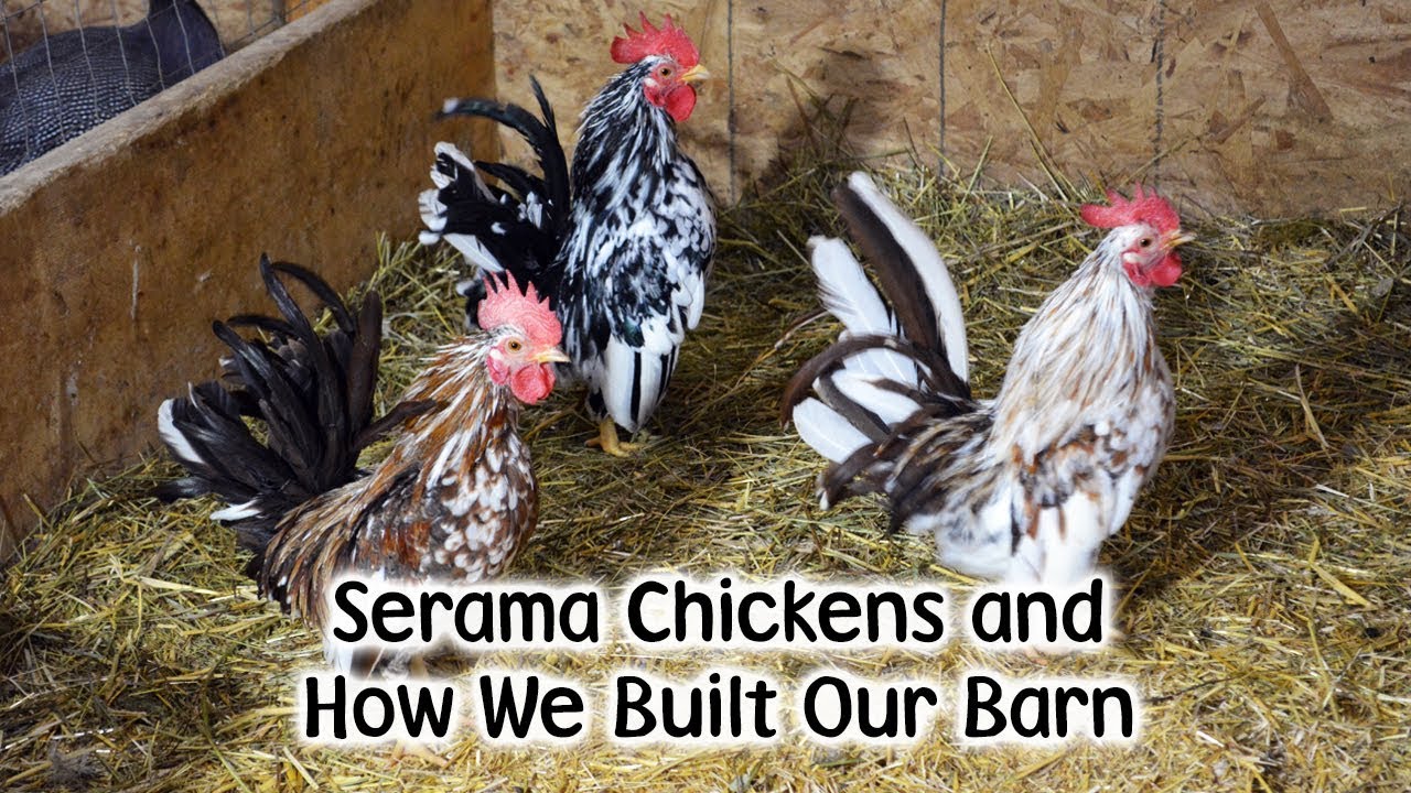 White Serama Chickens