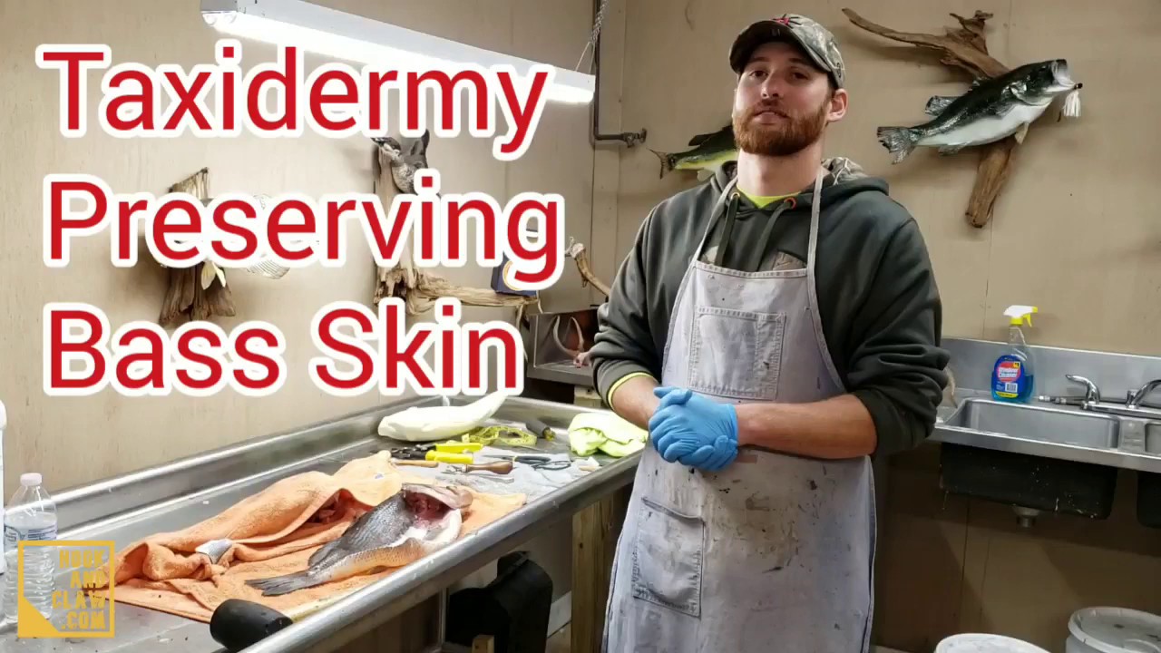 Taxidermy How to Preserve Bass Skin - YouTube