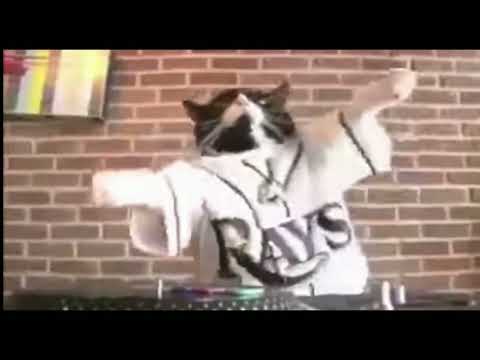 dj İstanbul kedi edit 😹😹