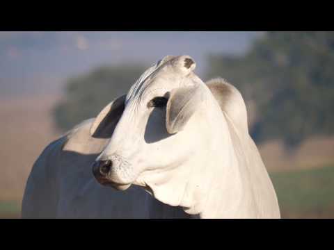 Brahman: The Complete Breed