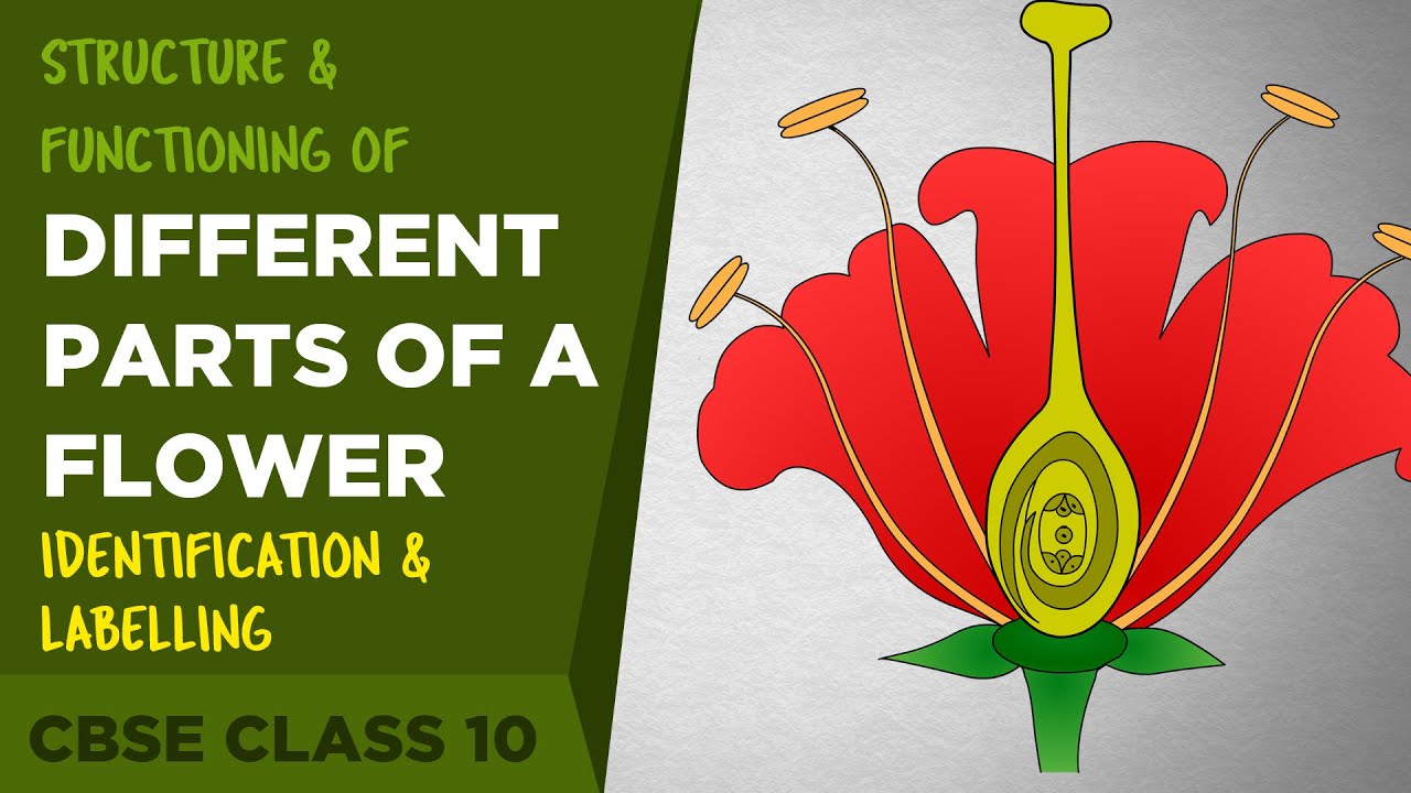 #Structure and Functioning of flower |How do organisms reproduce |cbse ...