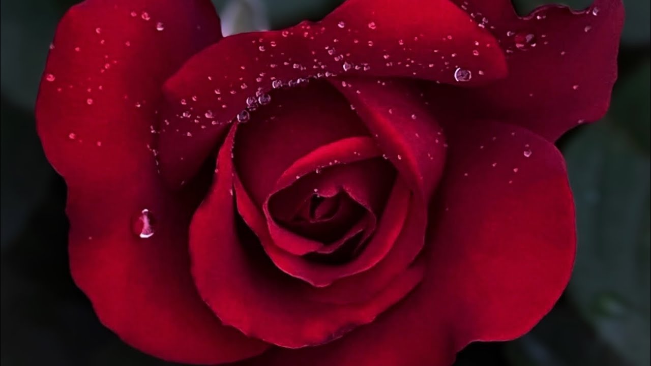 Red Roses of Passion in my garden - YouTube