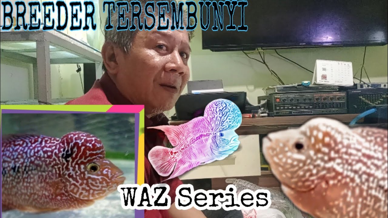 Breeder Tersembunyi Louhan Surabaya WAZ SERIES || FLOWERHORN CONTEST ...