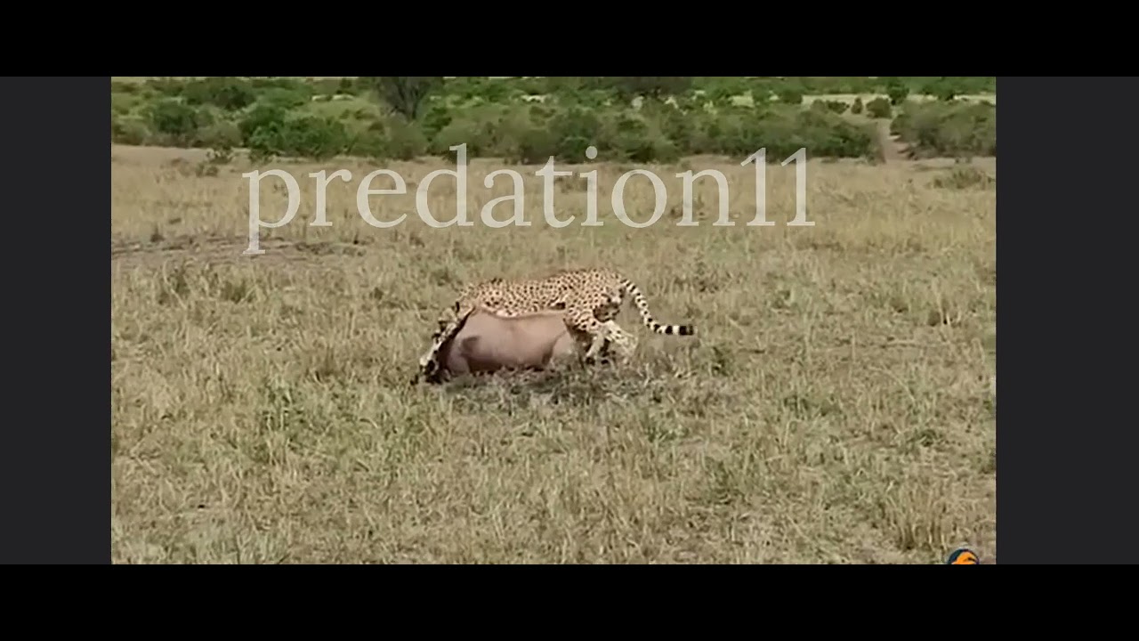 "Tigers Overwhelm Massive Prey: Fearless Predators Ambush and Brutally ...
