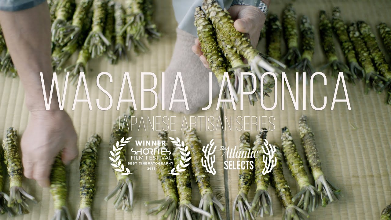 'Wasabia Japonica' - A story of real wasabi - YouTube