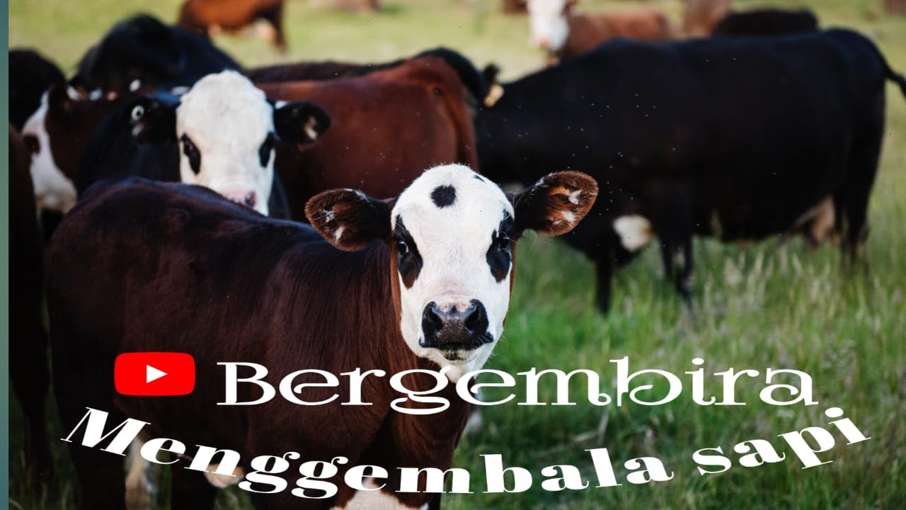 SERUNYA MENGGEMBALA SAPI - YouTube