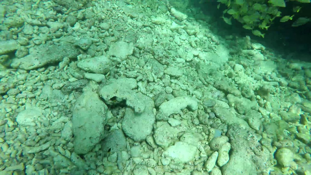 Key West (Rock Reef) - YouTube