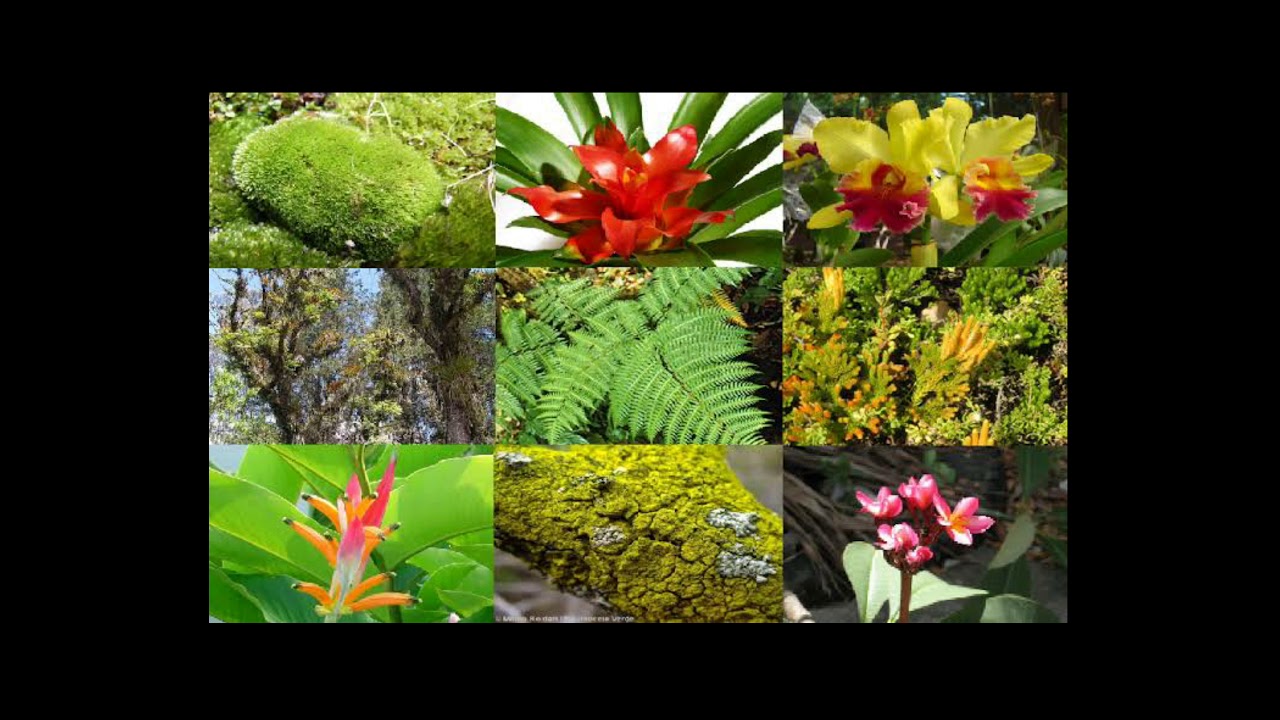 Los valores y el uso racional de los recursos naturales - YouTube