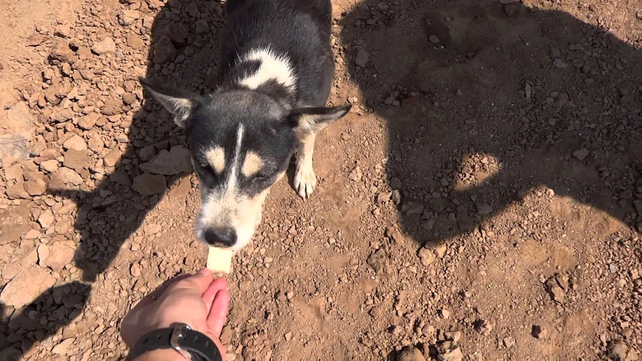 Feeding A Street Dog In Myanmar - YouTube