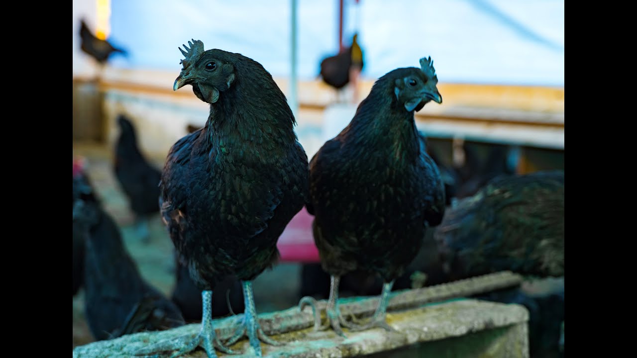 Kadaknath Murga Farm in New Delhi | Kadaknath Eggs | Call at 9811717118 ...