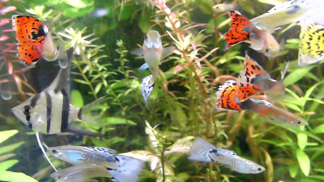 Gupiki RED VARIEGATED i PLATINUM COBRA - YouTube
