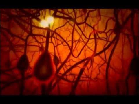 PBS The Secret Life of the Brain - The Baby's Brain (mini).wmv - YouTube