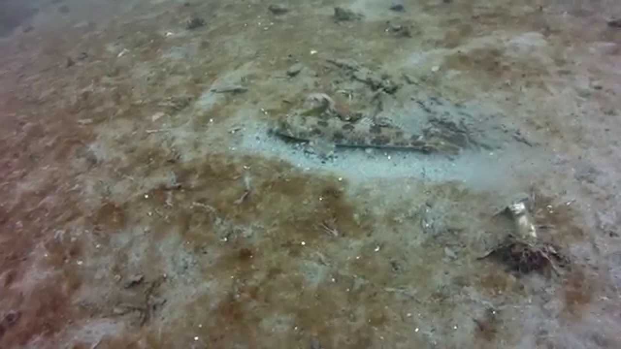 Juvenile Lingcod - YouTube