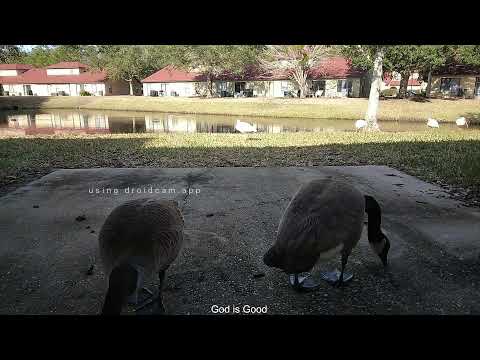 (GooseCam) Neighborhood National Geographic - YouTube