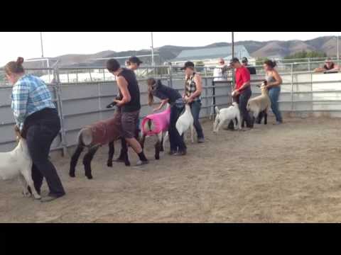 Nipomo FFA Advanced Showmanship Practice - YouTube