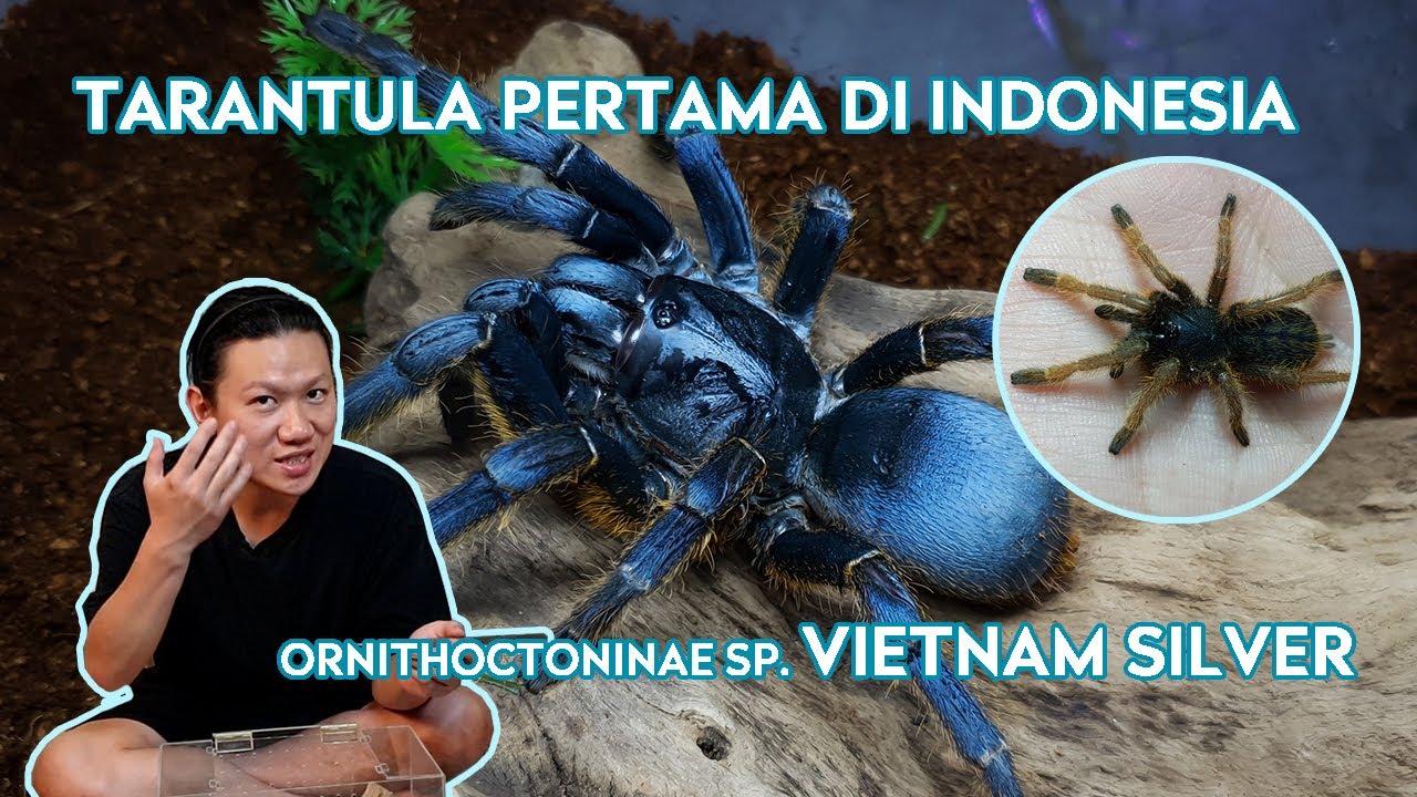 TARANTULA PERTAMA DI INDONESIA | ORNITHOCTONINAE SP. VIETNAM SILVER 🔥 ...