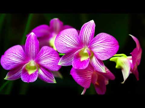 Tevbe Ettiren İlahiler, İbretli İlahiler, En Güzel İlahiler, 2018 İlahiler