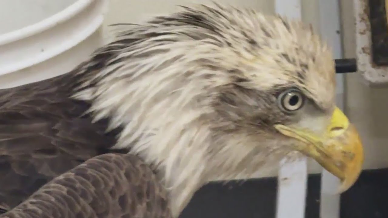 Badly injured bald eagle recovering in the care of Austin Wildlife ...