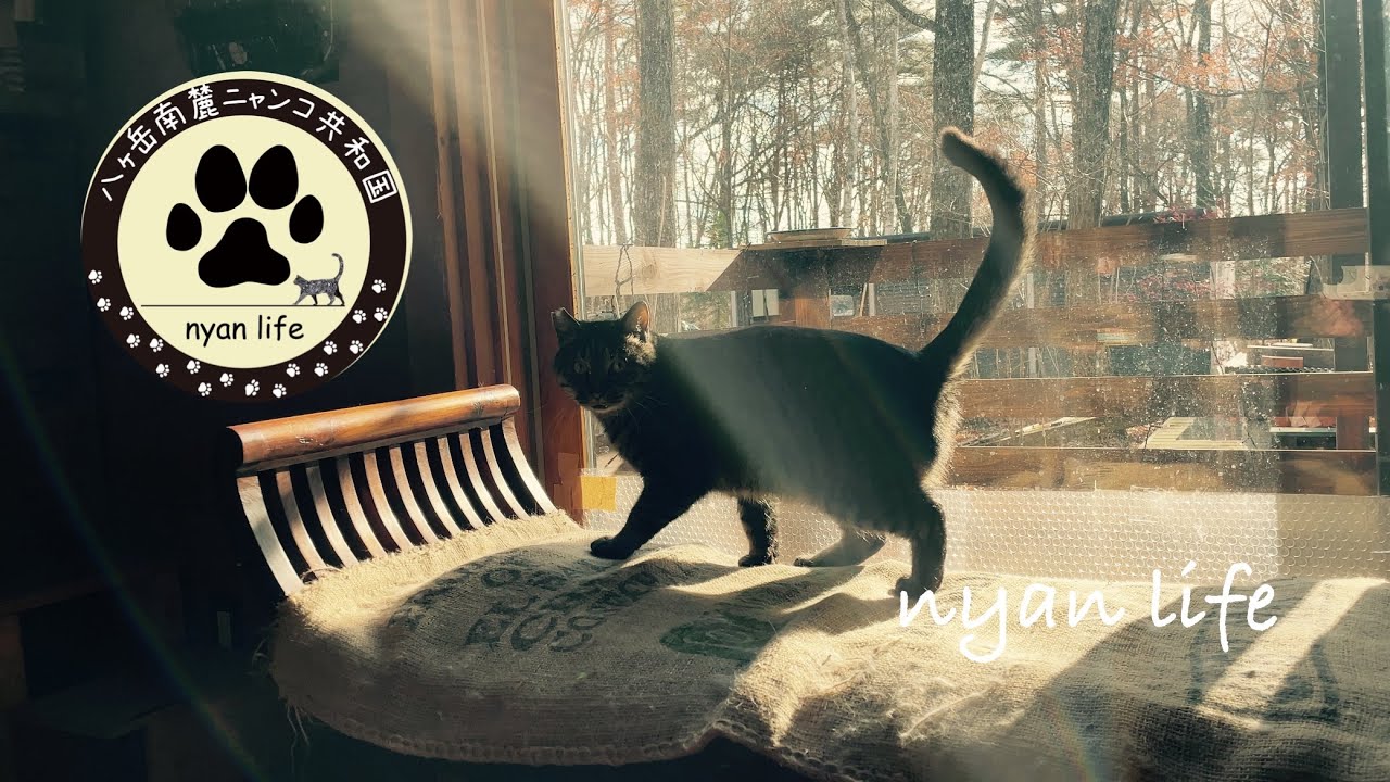 【nyan life】八ヶ岳南麓ニャンコ共和国 - YouTube