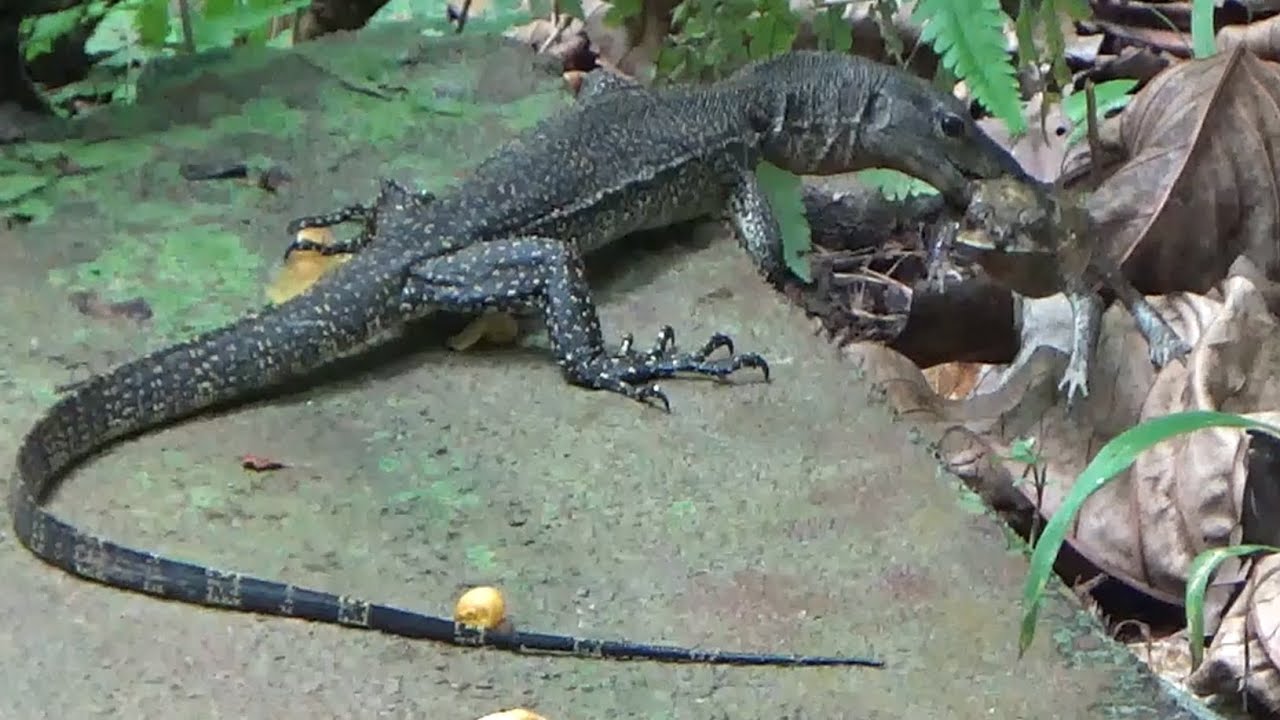 Young Monitor Lizard caught a frog - YouTube