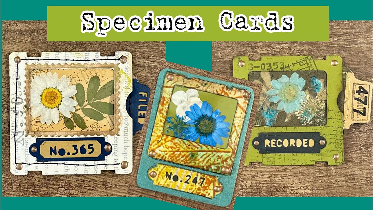 🌸🌿 Specimen Cards (3 different ways) + soooo much more! - YouTube