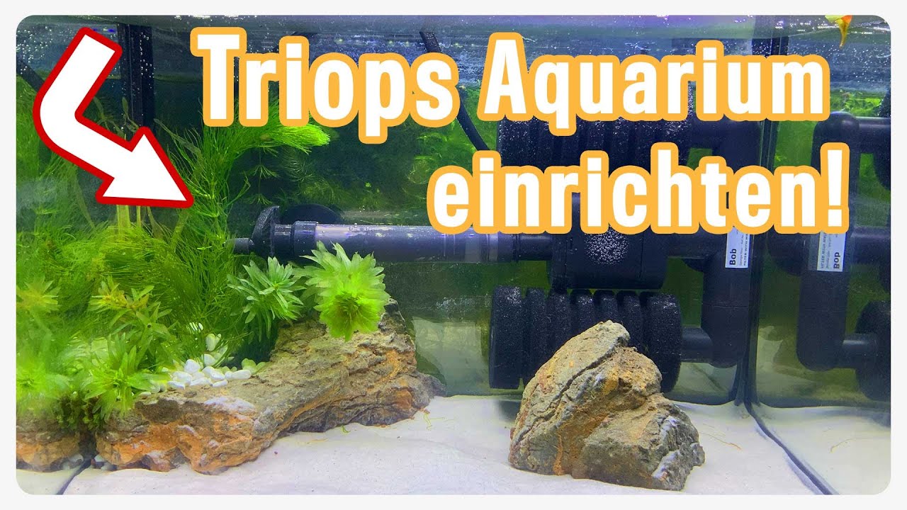 Triops Aquarium einrichten! Tipps und Tricks für dein ...