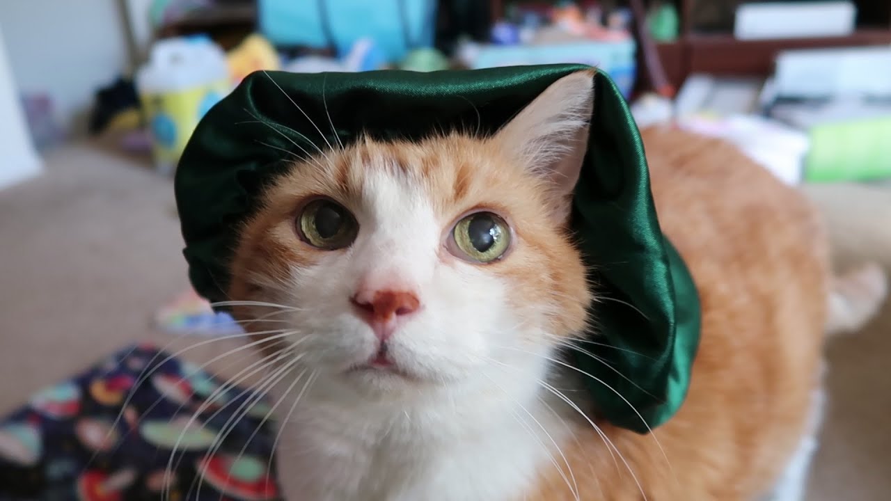 Cute Bonnet Cat - YouTube