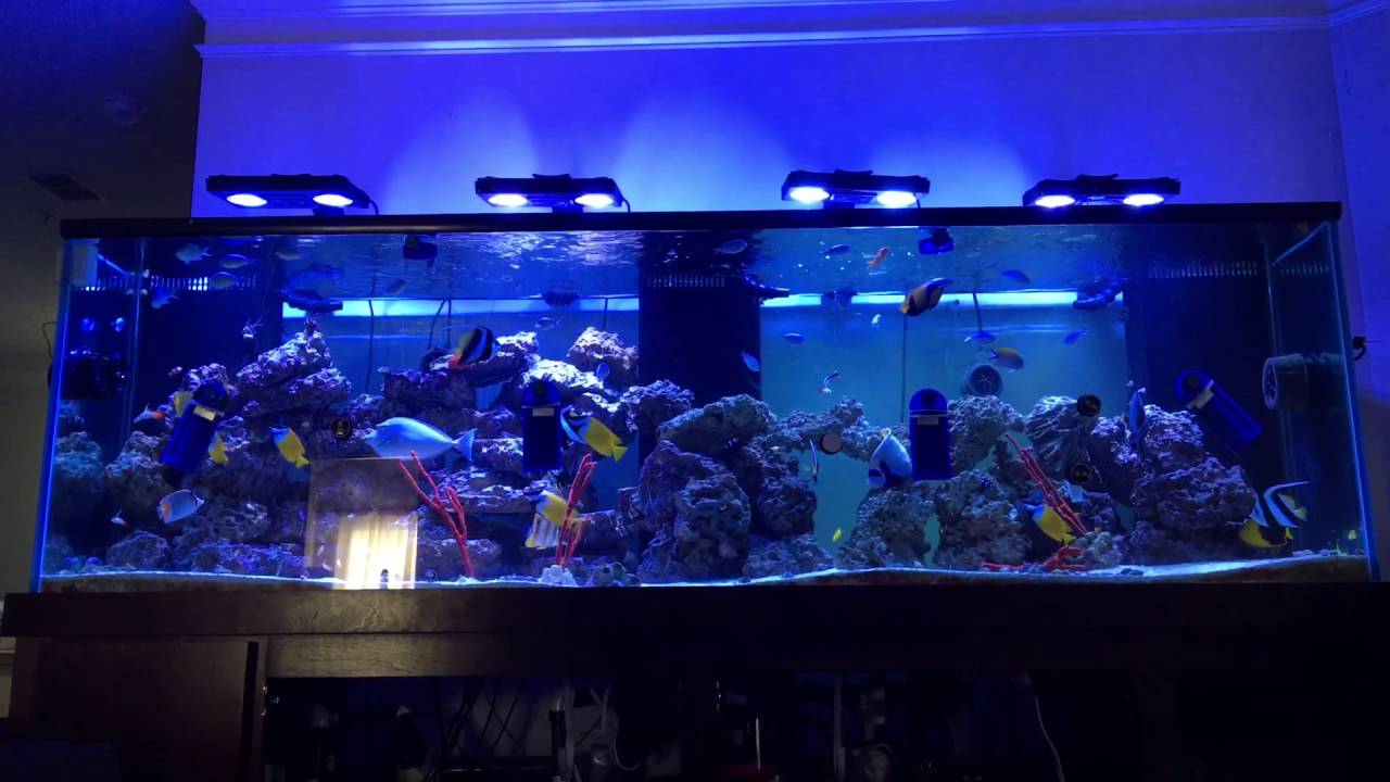 300 Gallon FOWLR Saltwater Aquarium New Additions - YouTube
