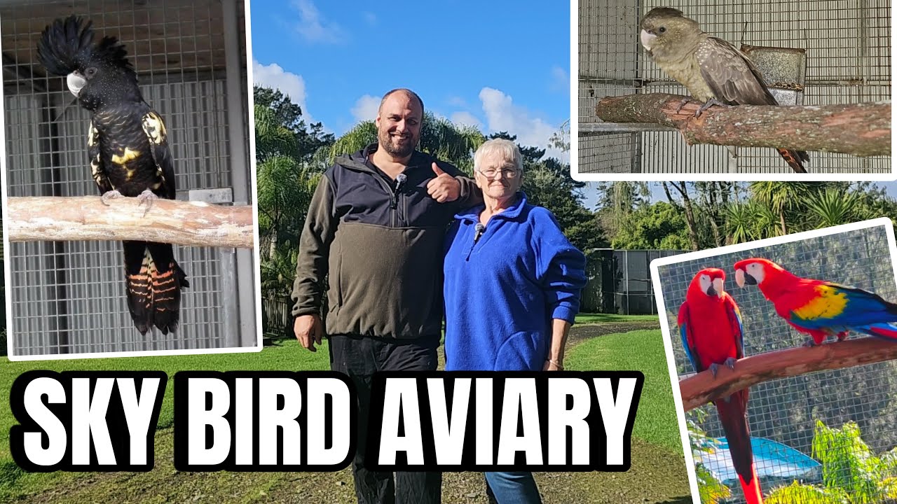 Exotic Parrot Collection *** EXTREMELY RARE ! - YouTube