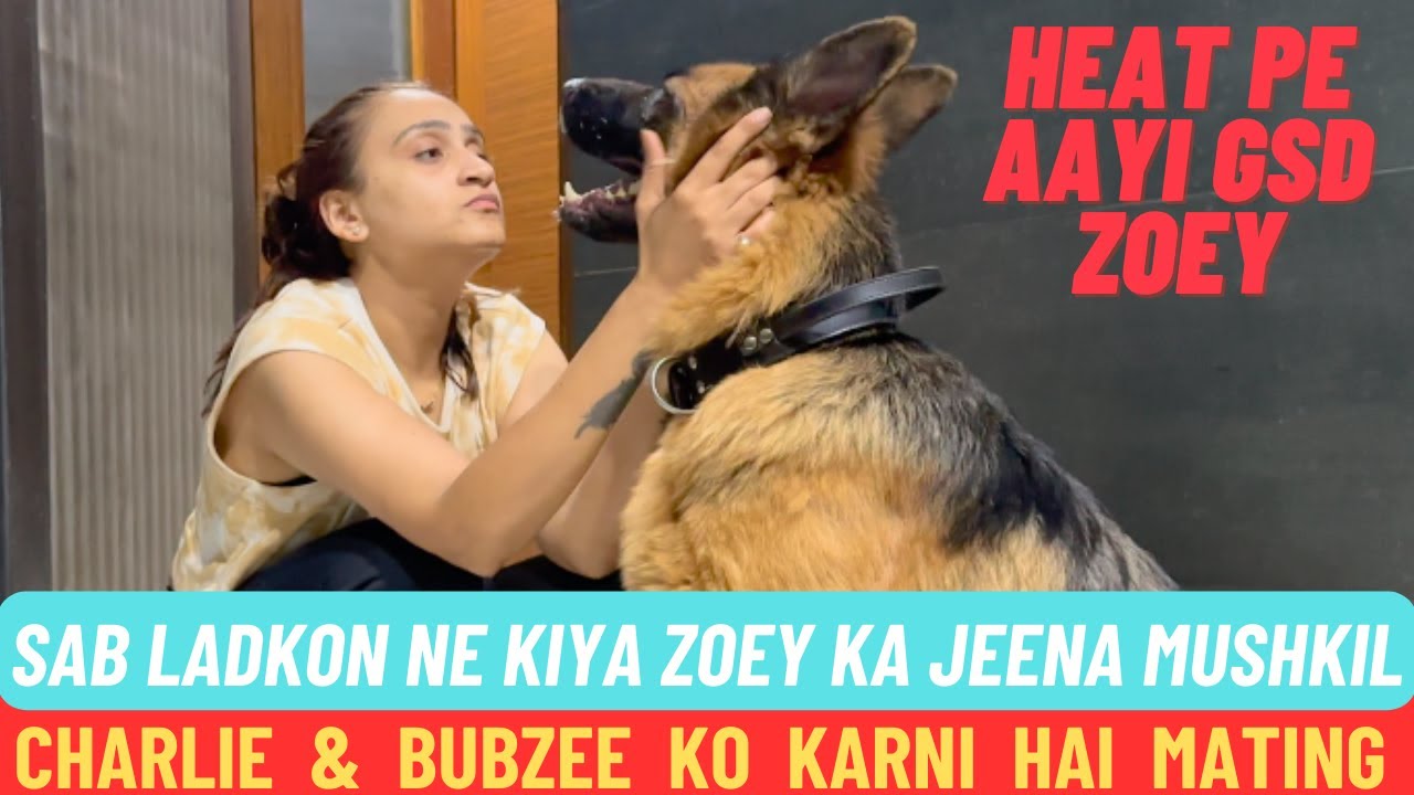 Rottweiler Bubzee & Charlie Dono Ladke Peeche Pade Hain GSD Zoey Ke ...