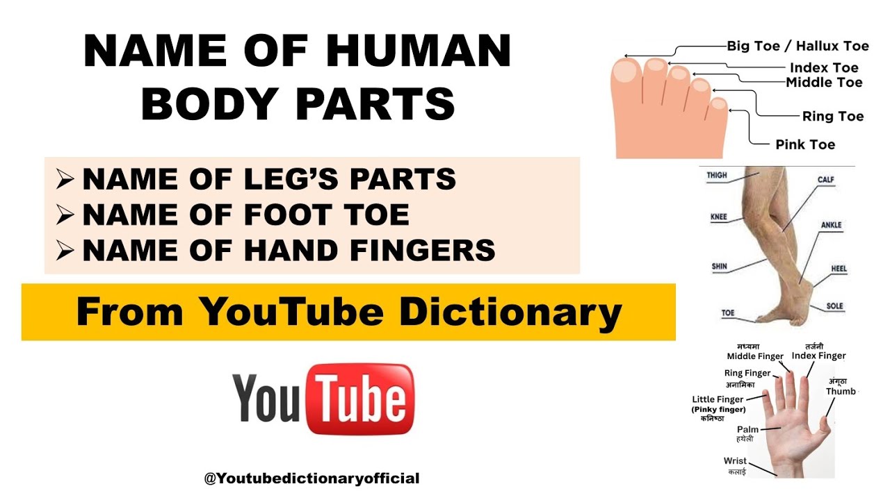 v02 || name of leg parts || name of foot toe || name of hand finger.. # ...