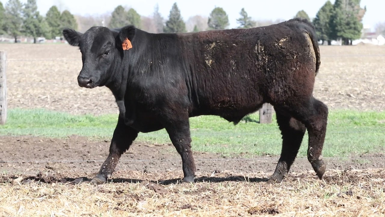 Bar S Cattle bull tag 2 - YouTube