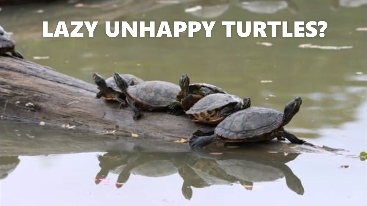 LAZY TURTLES! WHY These TURTLES Are LAZY? - YouTube